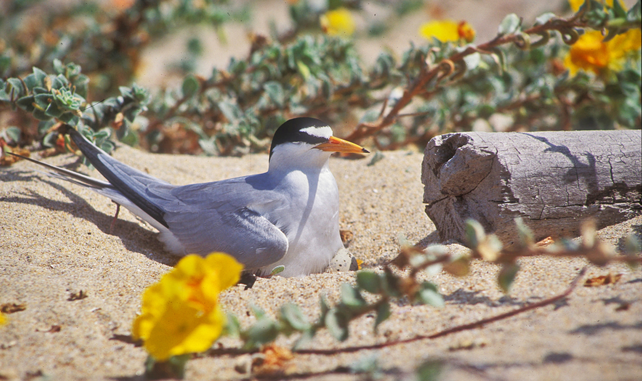 California Least tern | FWS.gov